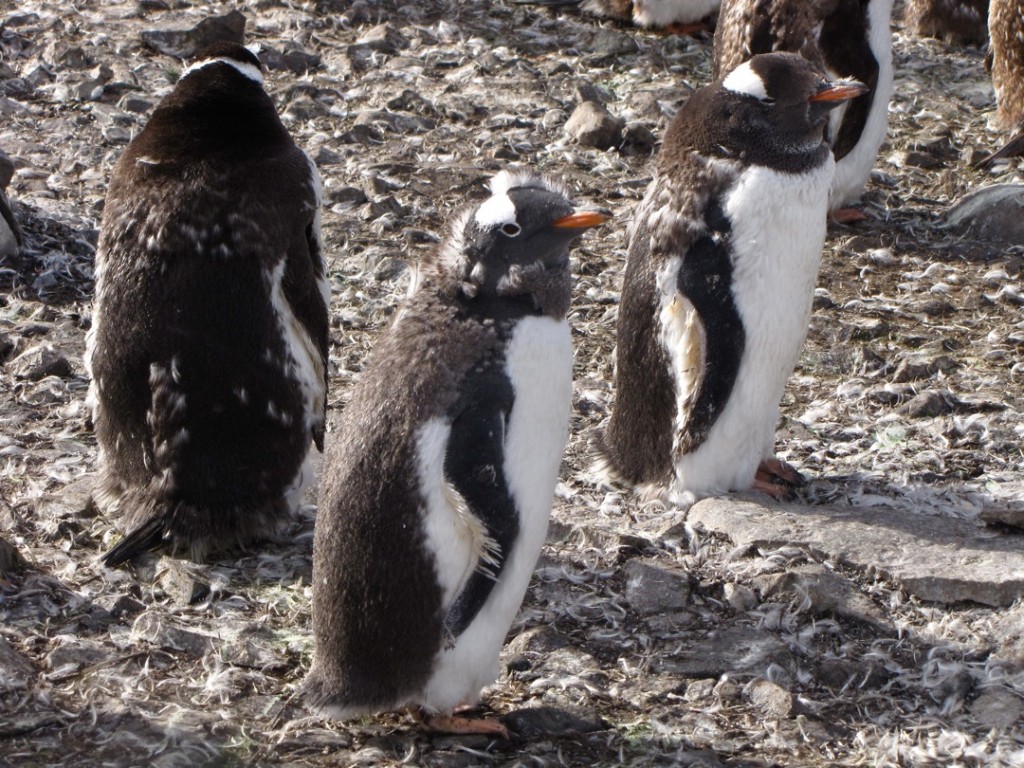Gentoo Penguin | two in the blue