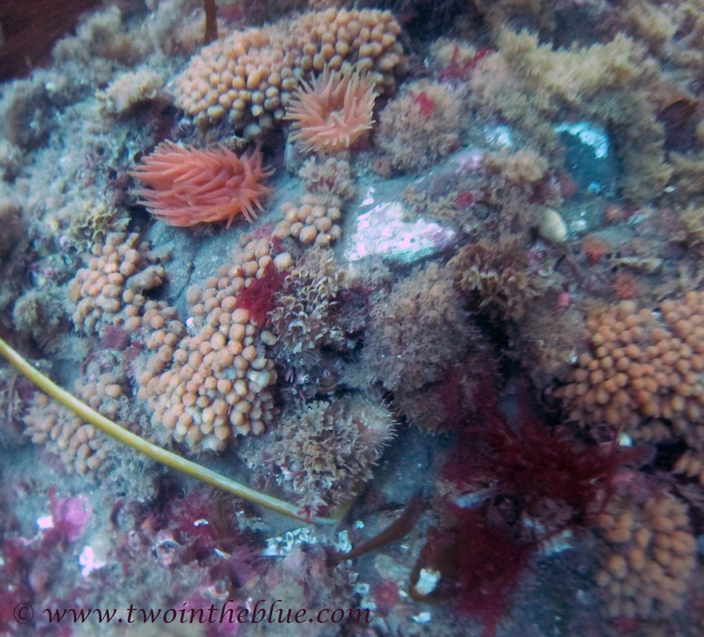 Benthos | two in the blue