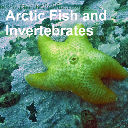 Arctic Wildlife | two in the blue