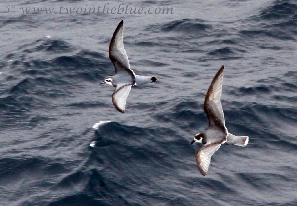 Blue Petrel (Halobaena caerulea) and Slender-billed Prion (Pachyptila ...