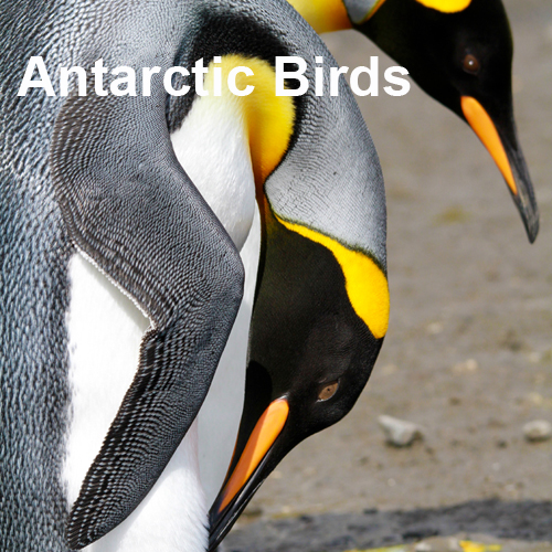 Antarctic Wildlife | two in the blue